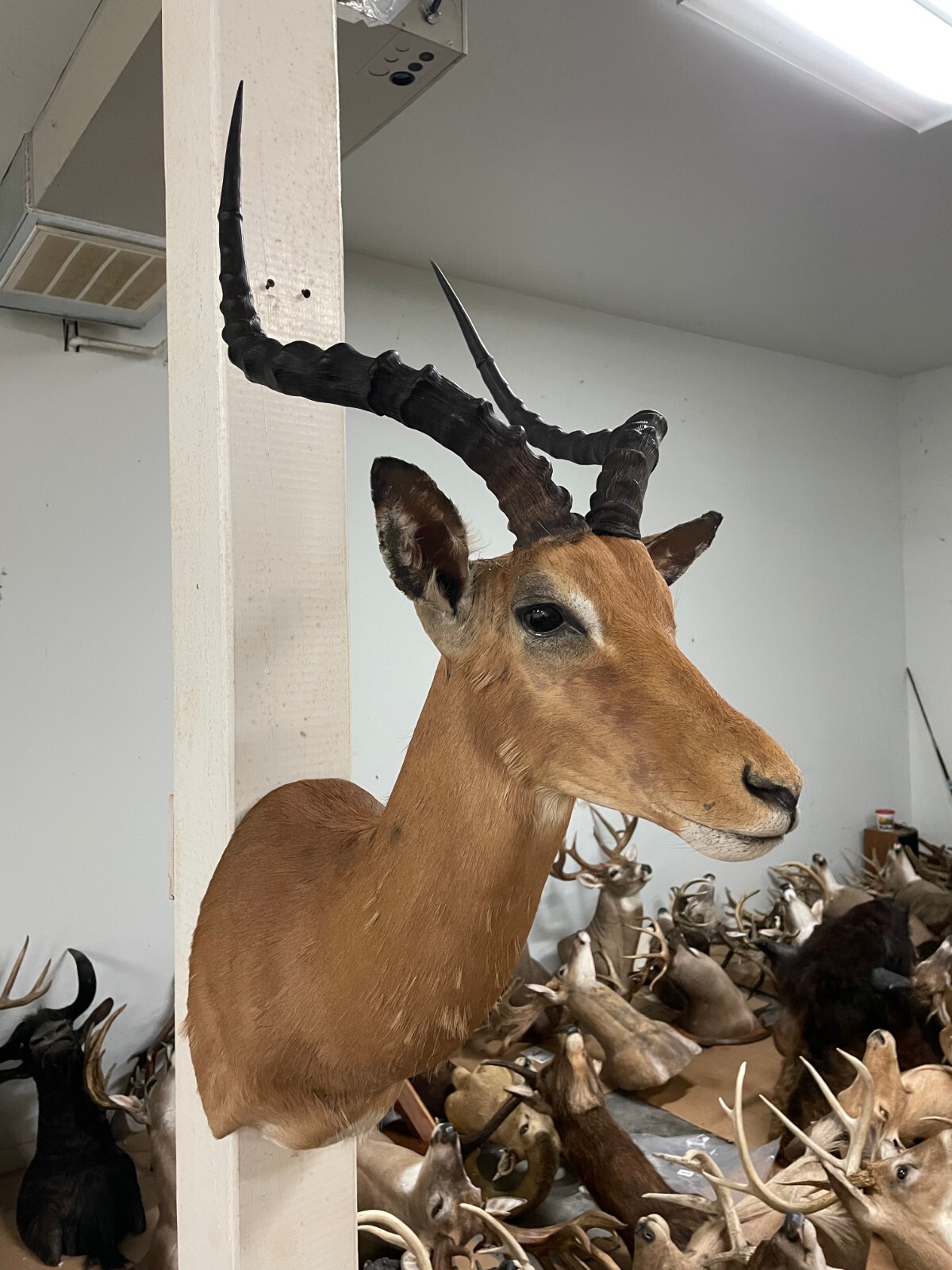 BEAUTIFUL IMPALA SHOULDER MOUNT - Nice HORNS - AWESOME ! = Impala | eBay