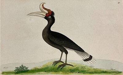 1789 Great Hornbill Shaw & Nodder Hand Colored Copperplate Engraving | eBay