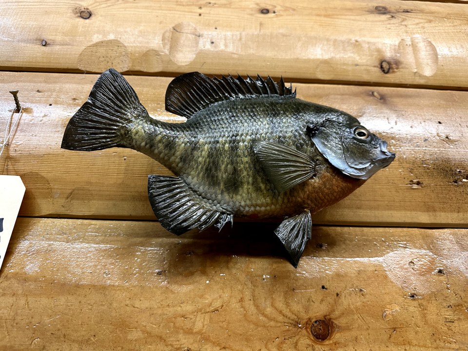 Brand New Real Skin Mount Bluegill Blue Gill Sunfish Perch Fish ...