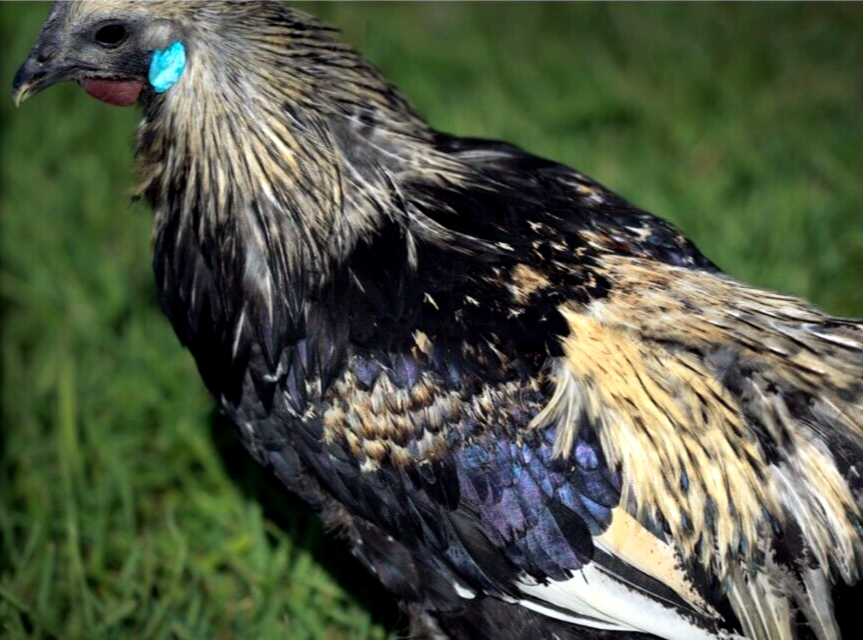 6 NPIP/AI Clean RARE! MOSAIC Chicken Hatching Eggs SHOW QUALITY GRADE A ...