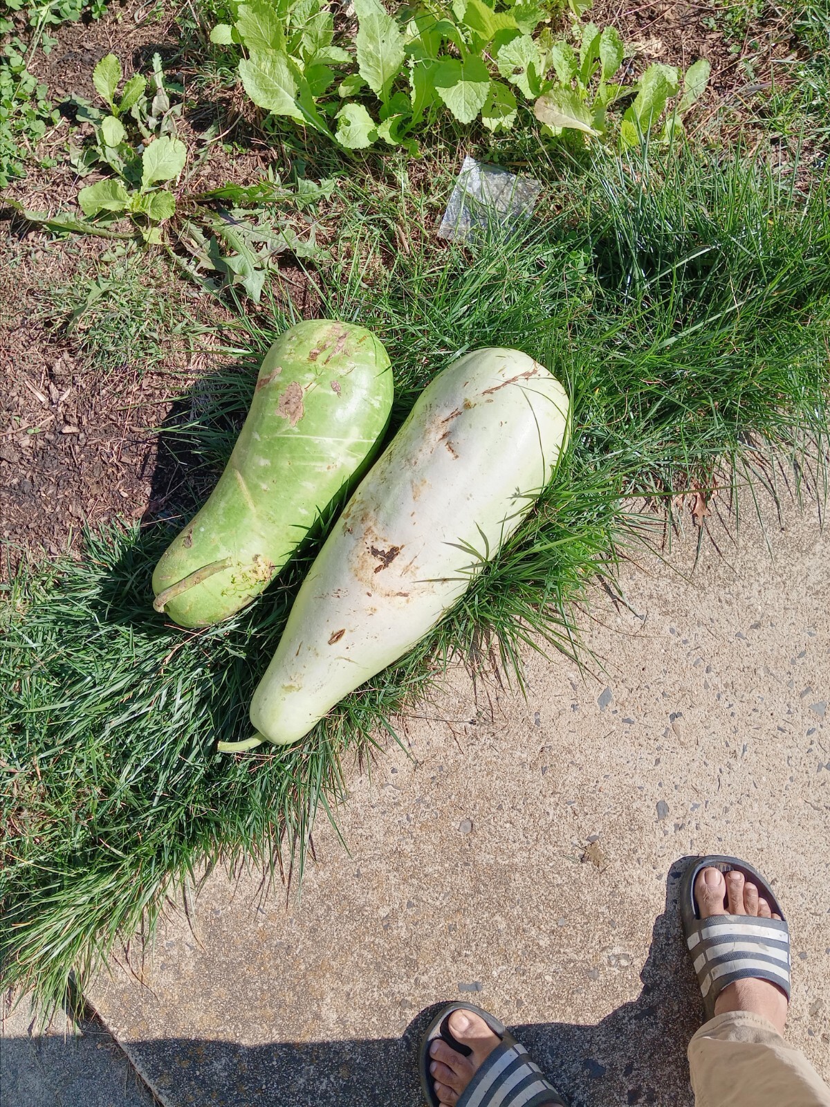 5 Calabash, Bottle Gourd, Asian Squash Pugua Nam Tao Yao Opo seeds. | eBay