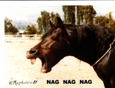 New Nag Nag Nag Brown Horse Notecard Set - 12 Note Cards By Ruth ...