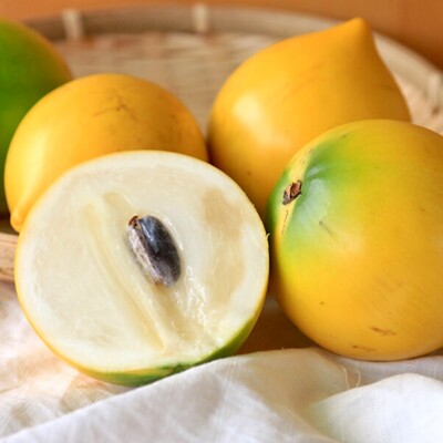 Abiu Plant Pouteria Caimito Rare Fruit Tree Tropical Tall 15 inchs | eBay