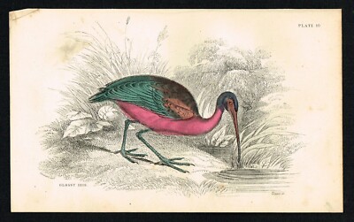 Glossy Ibis Bird, Antique Hand-Colored Ornithology Engraving - Jardine ...
