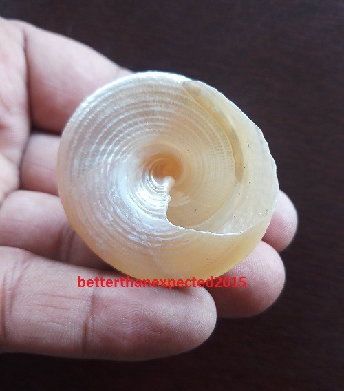 Moti Shankh, Mother of Pearl, Pearl Conch For Laxmi Pooja Size 4 cm ...
