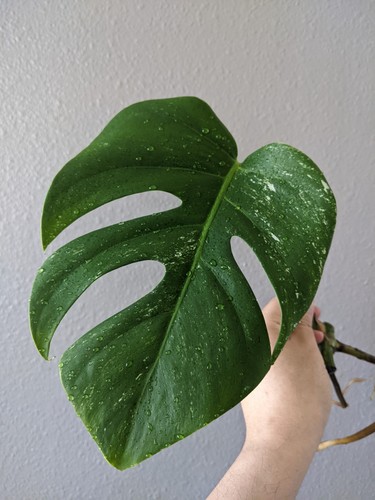 Monstera Albo, Rooted Cutting, Light Silver Star Variegation, FREE ...
