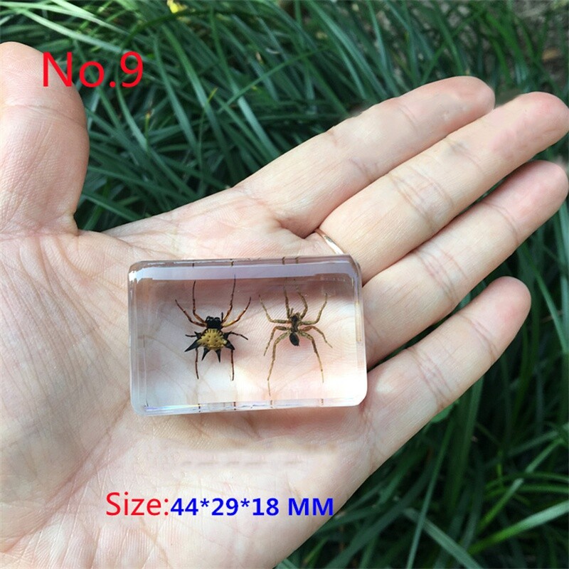 Insect In Resin Specimen Paperweight Tarantula Collection Science ...