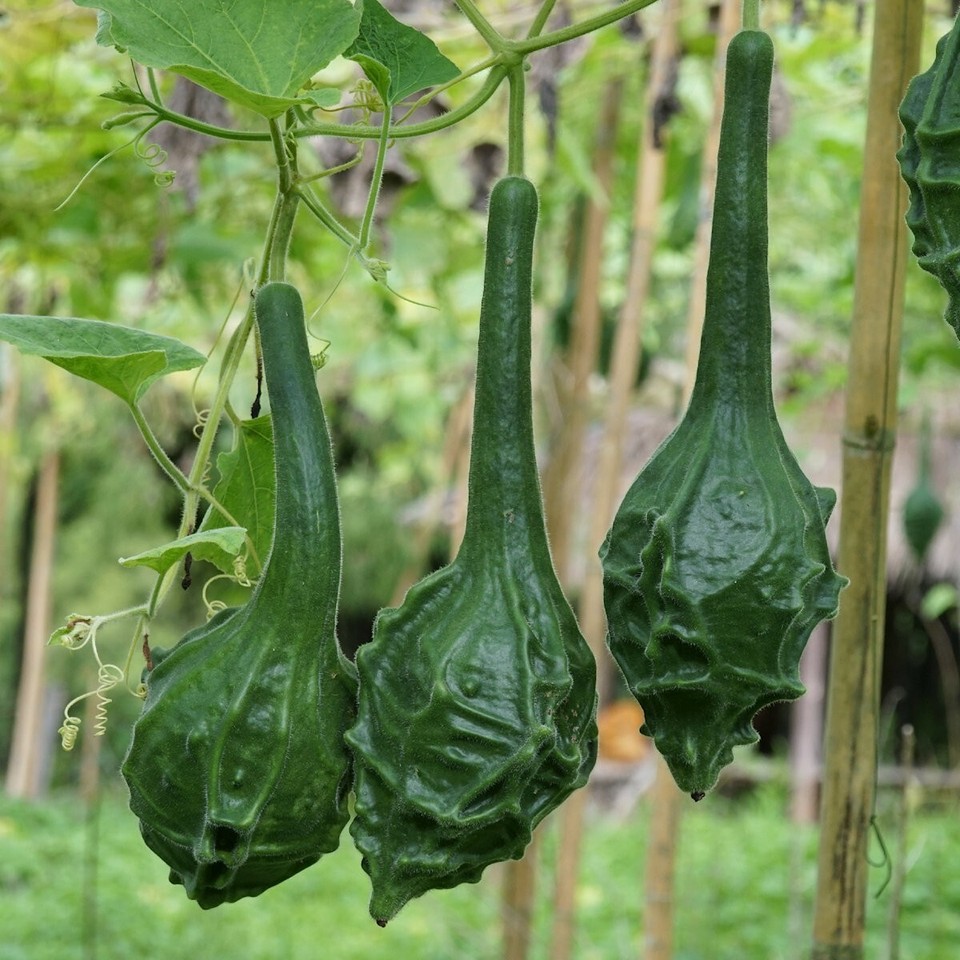 25 Caveman's Club Gourd Seeds - Everwilde Farms Mylar Seed Packet | eBay