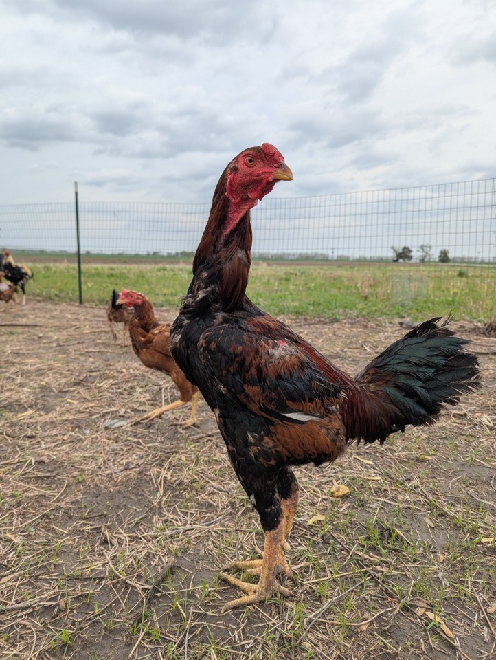 6+ Indio Gigante Hatching Eggs | Clap-A-Long Farms/Brazilian Lines NPIP ...