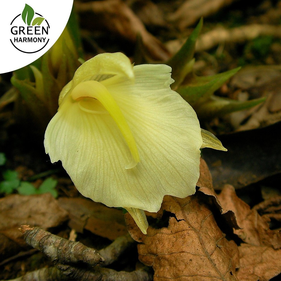 Fresh Myoga Ginger Roots – Ready to Grow, Organic & High-Quality - Free ...