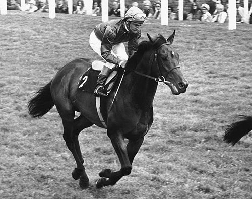 1970s Champion Race Horse Brigadier Gerard 6 Horse Racing Old Photo | eBay