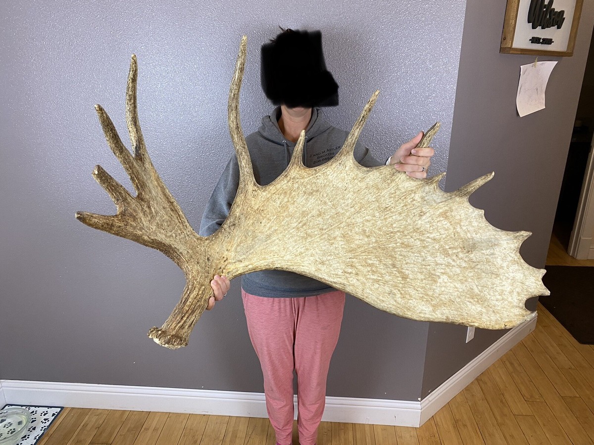 Moose Antler