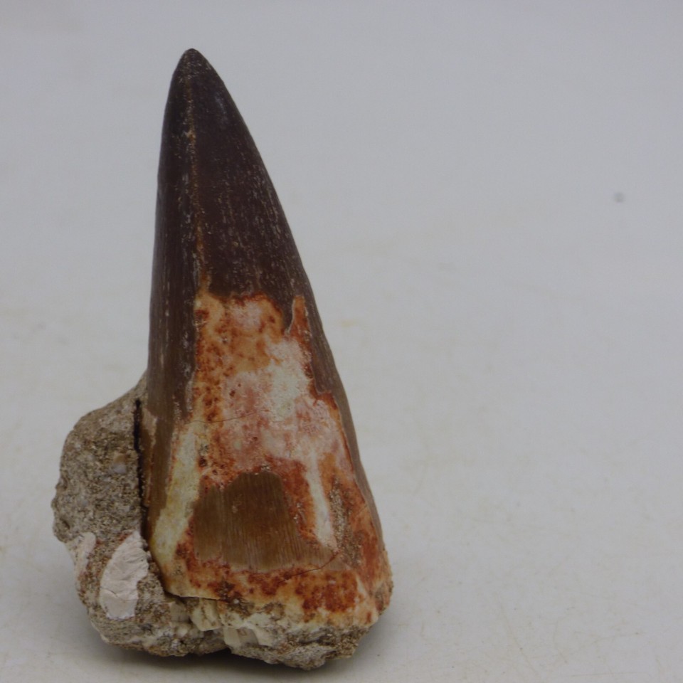 Mosasaur Aquatic Lizard Fossil Tooth Cretaceous Morocco 58 x 34mm ...