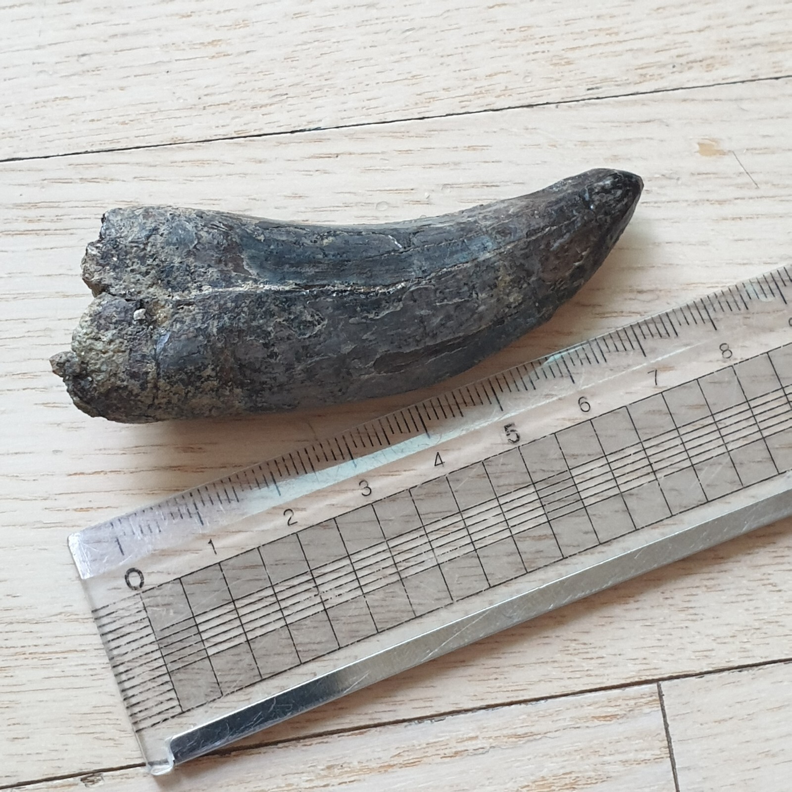 Rare Asian Tyrannosaur Tooth Fossil Tarbosaurus 8cm(3.14inch) | eBay