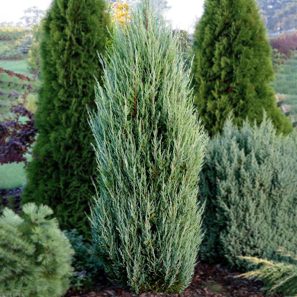 Juniperus Blue Arrow Hardy Compact Evergreen Garden Conifer Plant | eBay UK