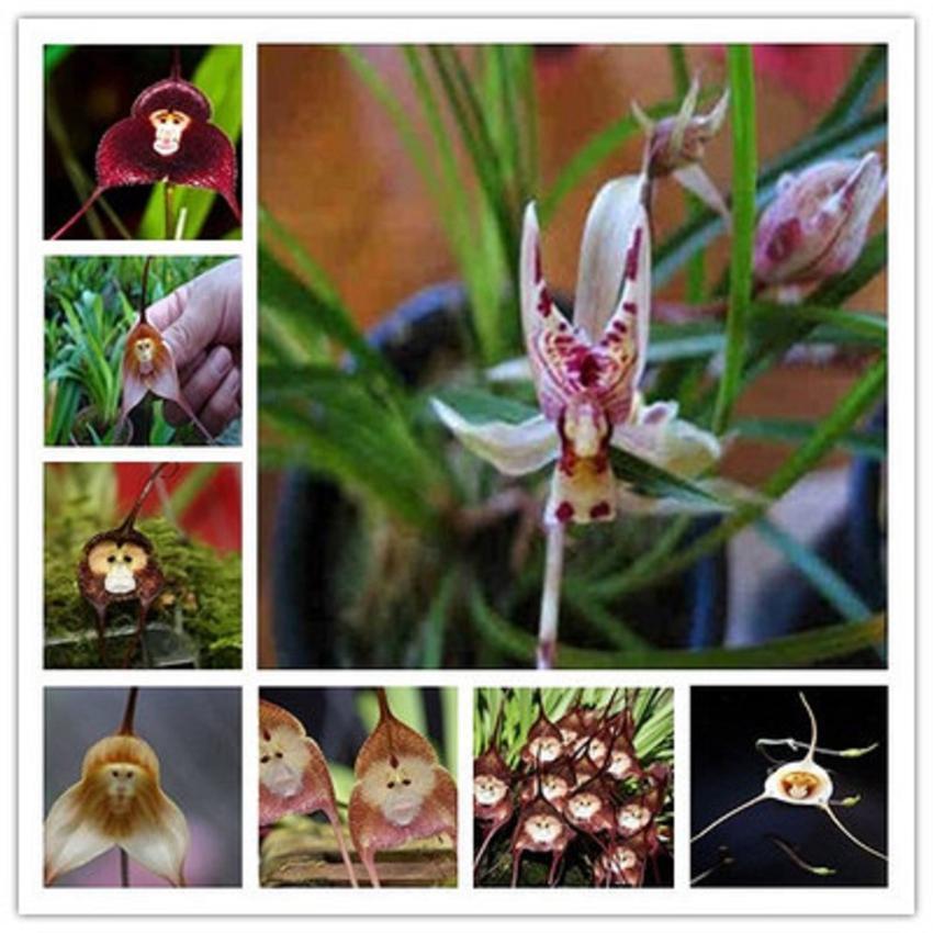 10 Rare Monkey Face Orchid Seeds Planting For Home Garden Flower | eBay