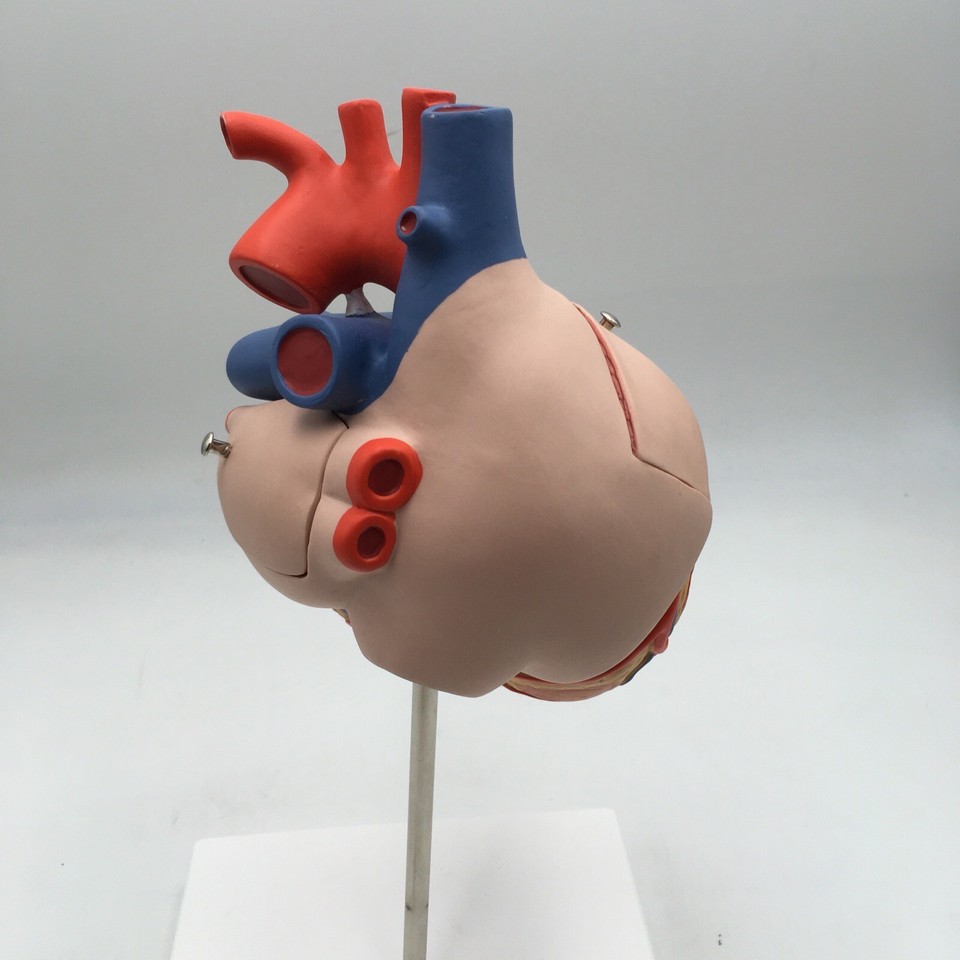 3B Smart G12 Human Heart Model, 2-times Life-Size, 4 part Anatomical ...