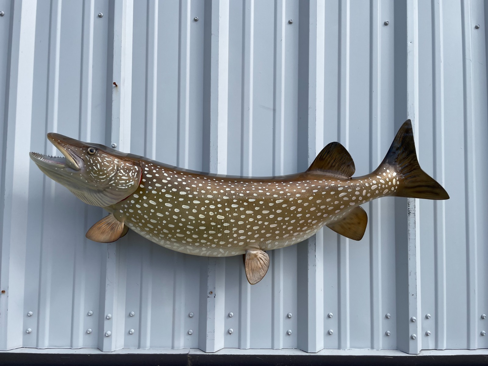 45" Northern Pike Two Sided Fish Mount Replica - Quick Production | eBay