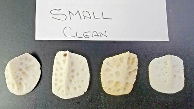 Gator ALLIGATOR BACK SCUTE bone bones BONY skutes croc weird OSTEODERMS ...