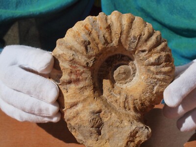 Ammonite Fossil Sea Shell Morocco Cambrian Period 485 Million Years Old ...