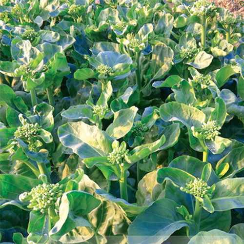 200+Chinese Kale Seeds Kailaan Chinese Broccoli Gai Lan Choi vegetable ...