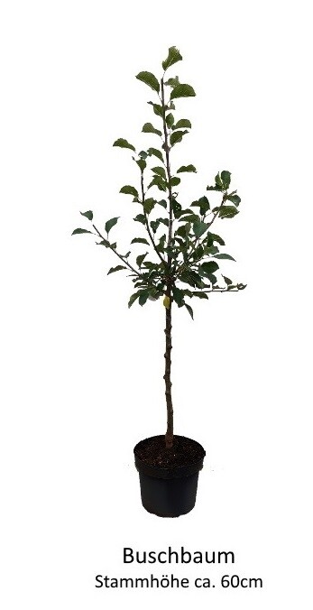 Apfelbaum `Wellant´, Buschbaum (kleinbleibend), 120-140cm im 10Liter ...
