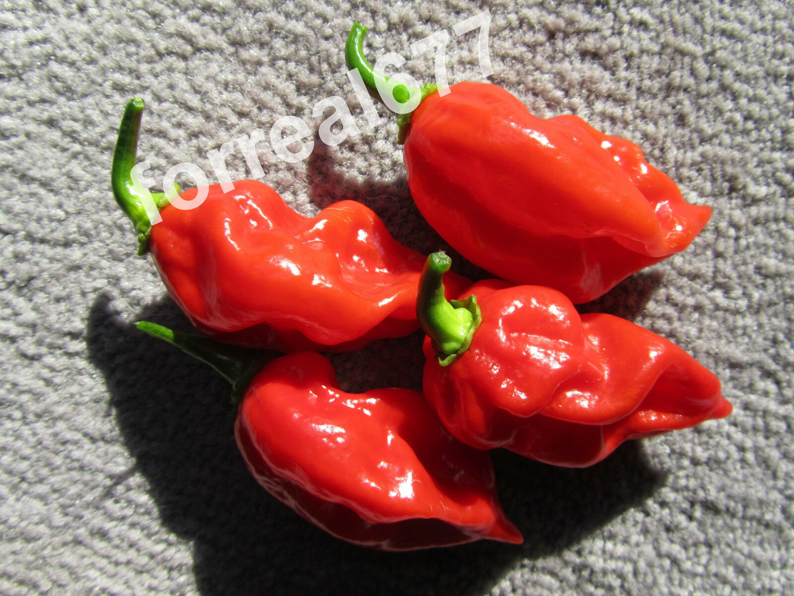30+ RED SAVINA HABANERO CHILE PEPPER SEEDS Growing Instructions ...