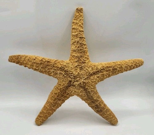 Hanging Real Dried Giant Large Starfish Ocean Natural Specimen 11 ...