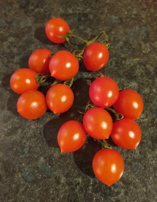 Sugardrop Tomatoes Organic Seeds, red Cherry type, sow outdoors, easy ...