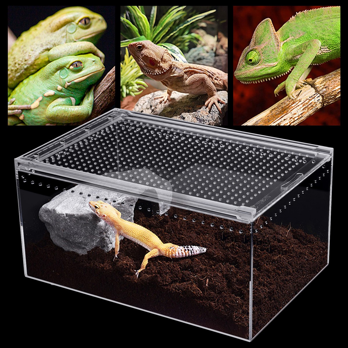 Pet Lizards Tanks