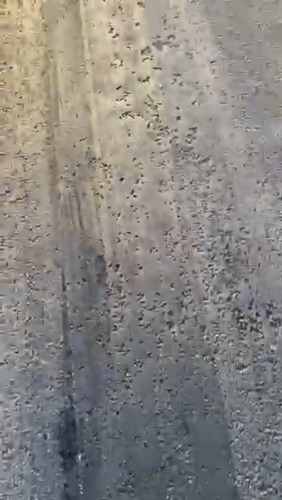 PJ1 Trackbite VP ET Drag Slicks Hoosier Sticky Street Prep Traction ...