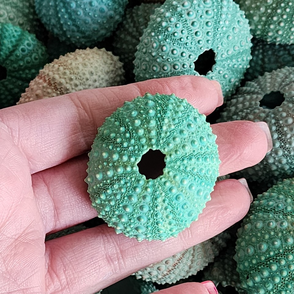 2pc Dyed Green Sea Urchins - Wholesale Seashells - Jewelry - Beach ...