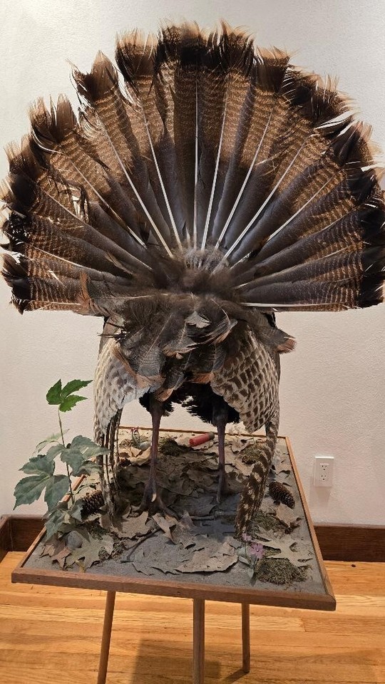Eastern Turkey Full Strut Taxidermy Bird Mount *Fantastic* | eBay