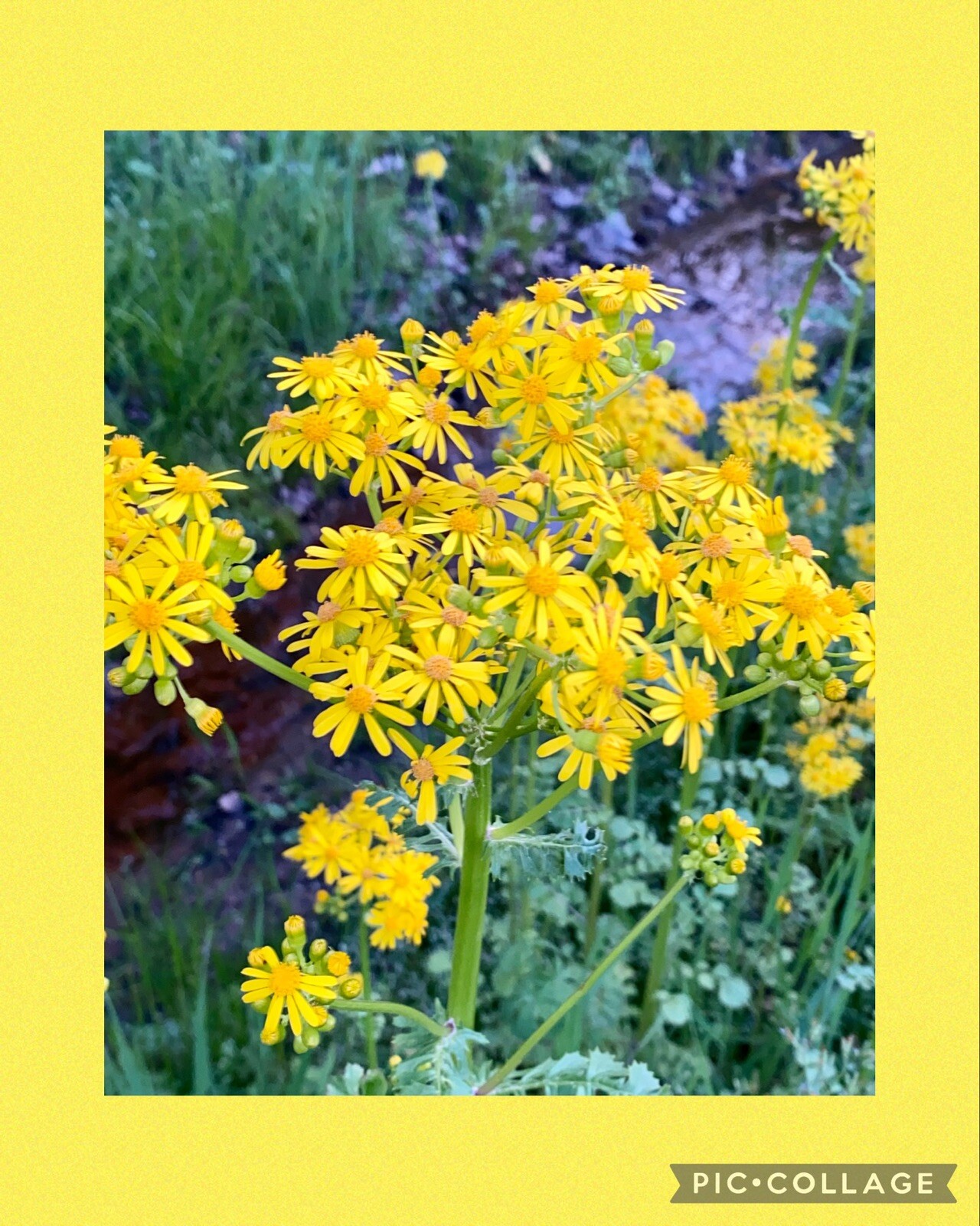 👒Butter Weed~10 Live Plants~ Packera~Succulent~ Ground cover~ Yellowtop ...