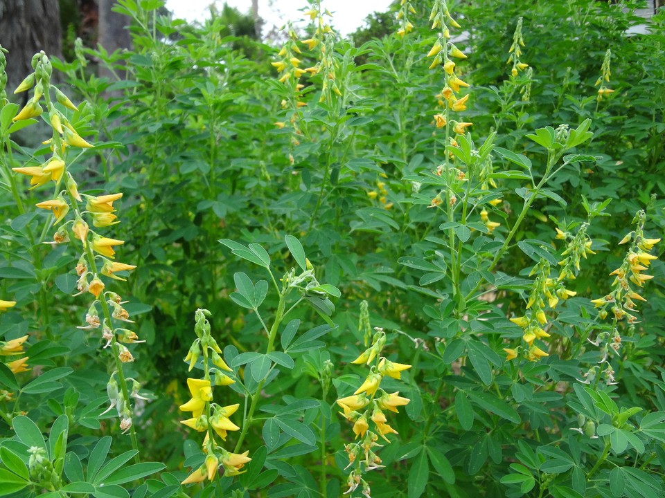 Mexican Chipilin Chepil, RARE Mayan HEIRLOOM Vegetable C. longirostrata ...