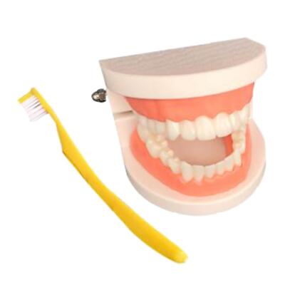 Teeth Model Brushing Tooth Toothbrush Teeth Simulation Toys for ...