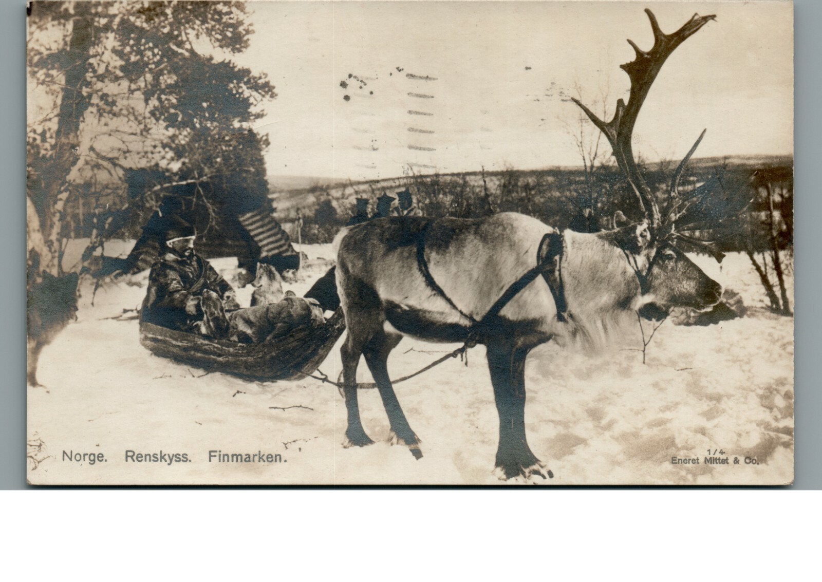 NORWEGIAN WINTER SLED TEAM, REINDEER, HUSKY DOGS, NORWAY ENERET MITTET ...