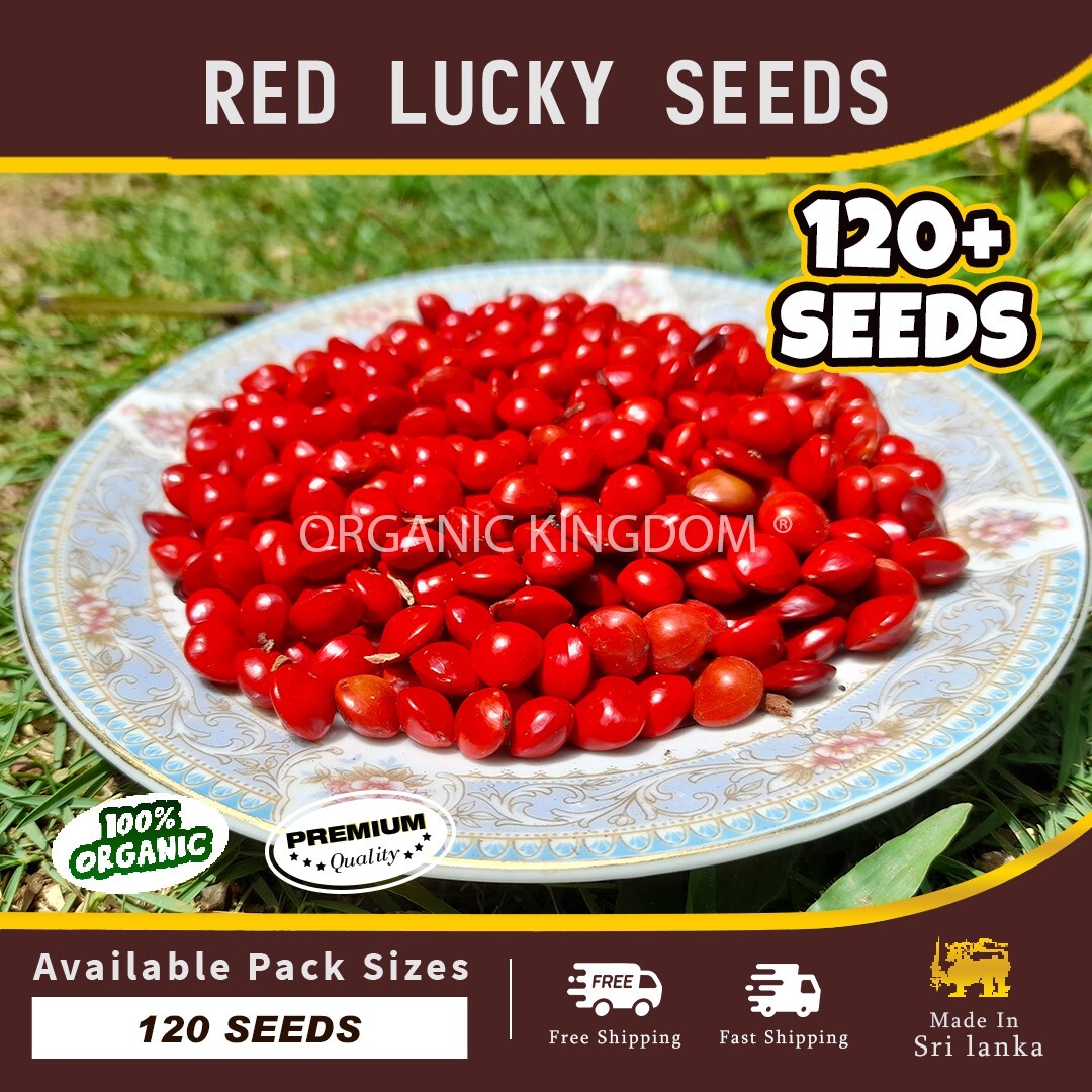 120 Lucky seeds Red Sandalwood Acacia Coral Bead wood saga Adenanthera ...