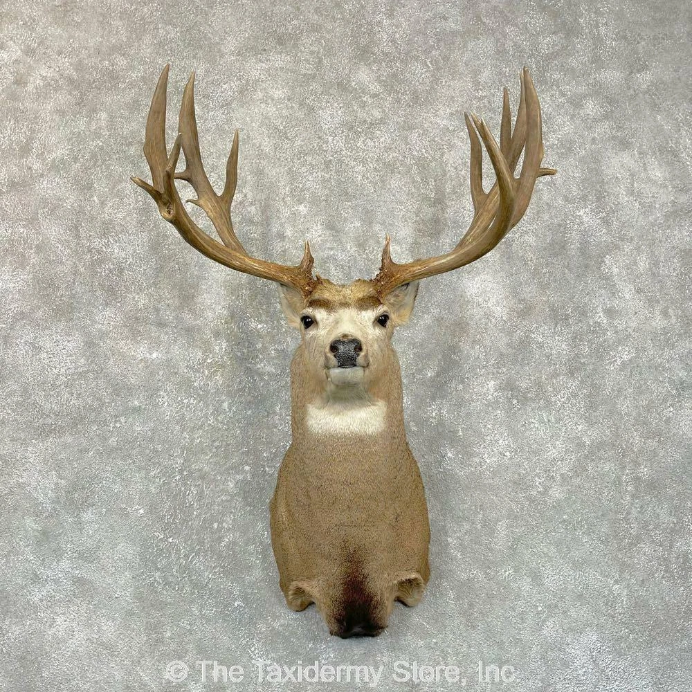 Mule Deer Taxidermy Forms