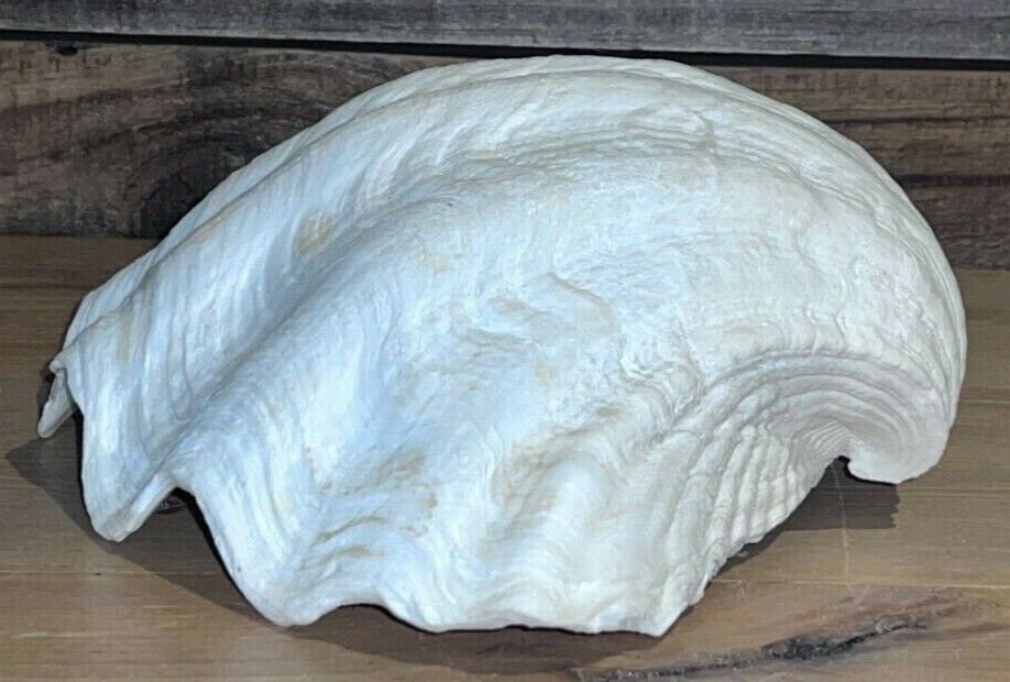 Natural Clam Shell Seashell Beach Nautical Ocean Decor Tridacna Gigas ...