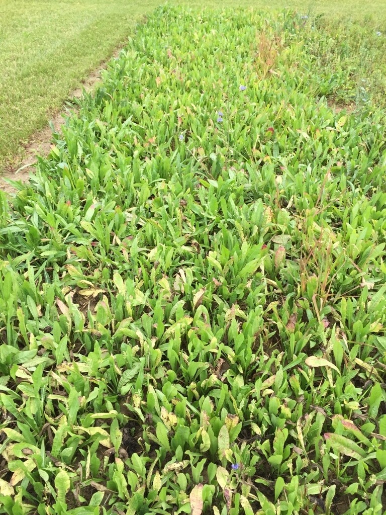 Chicory Food Plot
