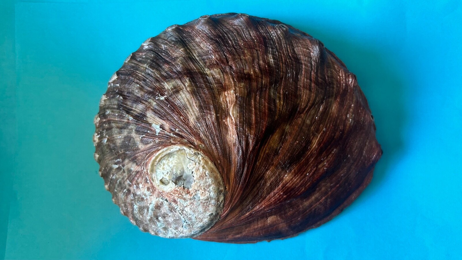 SEASHELL HALIOTIS CONICOPORA F++ 164 MM | eBay