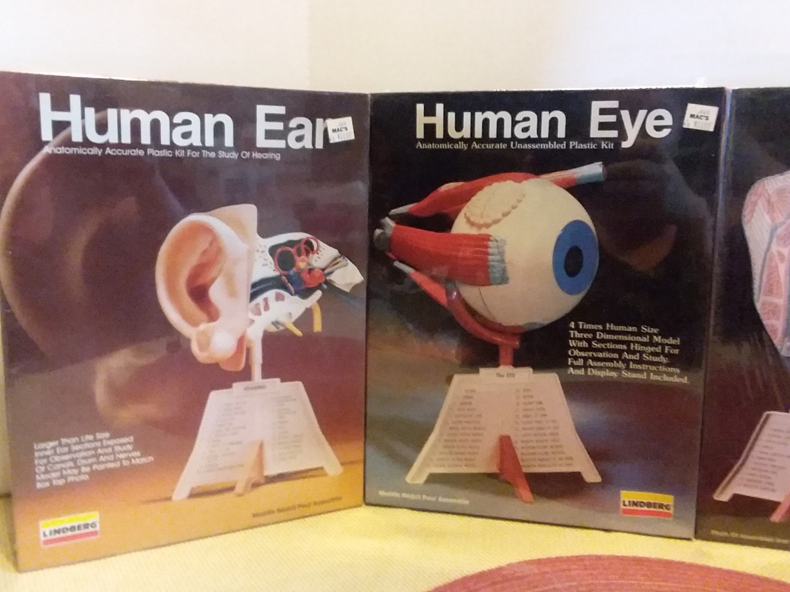 Lindberg Body Parts Visible Human Body 1/6 Scale Plastic Model Kit Lot ...