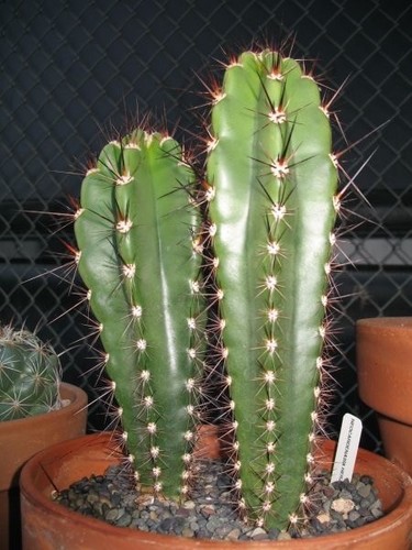 BASEBALL BAT CACTUS (Neoraimondia herzogiana) 10 seeds | eBay