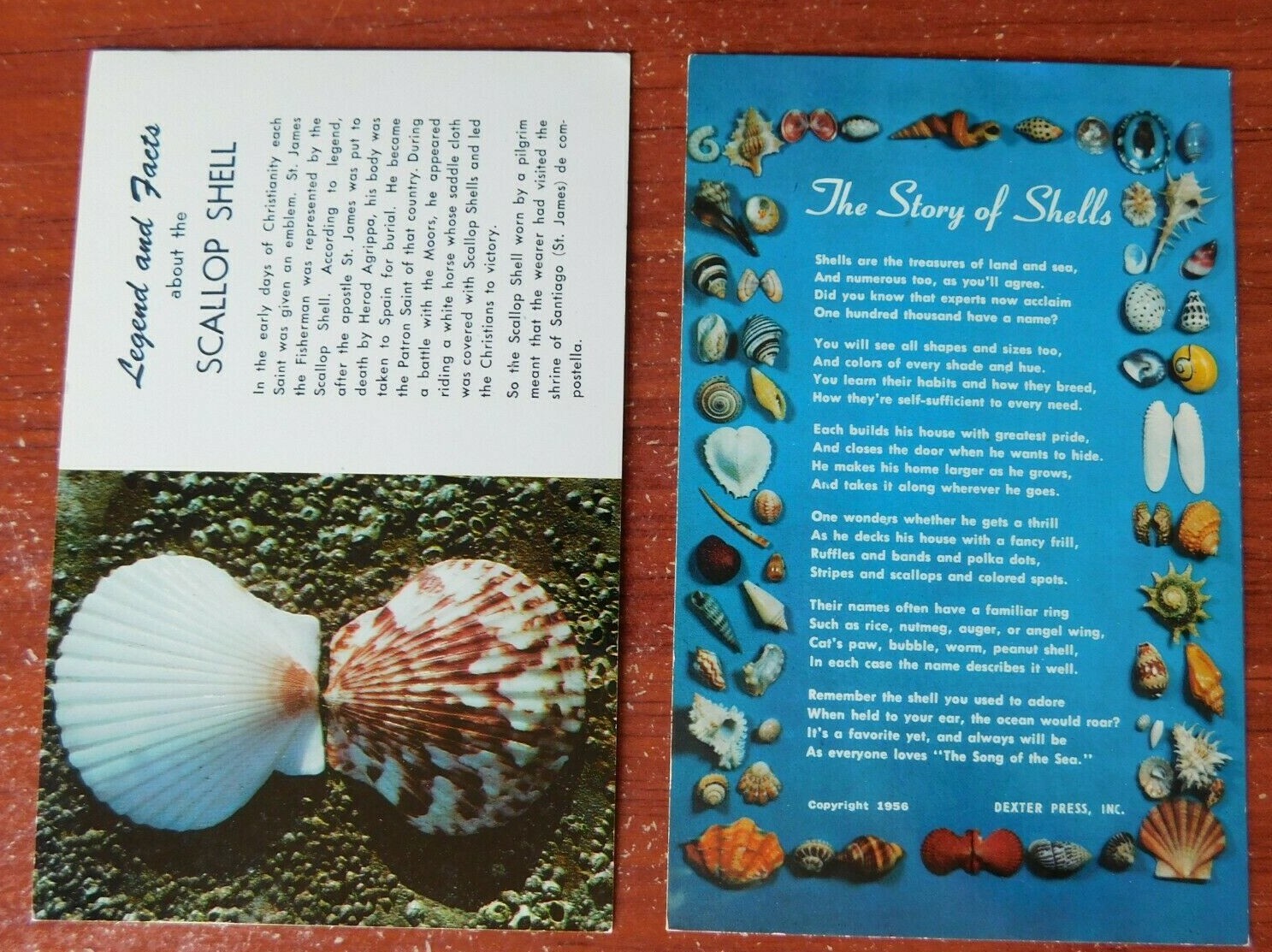 Scallop Shell Legend and Facts & The Story of Shells - 2 vintage ...