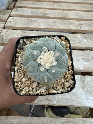 Aztekium Astrophytum Ibo Cactus, Nice Size | eBay
