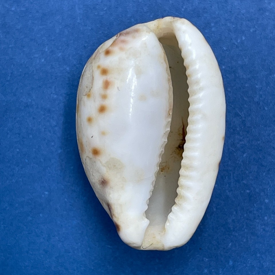 #4 Cypraea (Notocypraea) angustata 21.6mm DEAD Jeffreys Bay, S. Africa ...