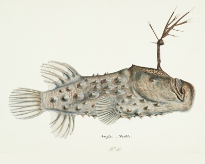 Print or Canvas - Antique Prickly anglerfish drawn by Frank Edward ...