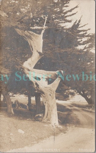 Monterey CA - GHOST TREE BY COAST - RPPC Postcard | eBay