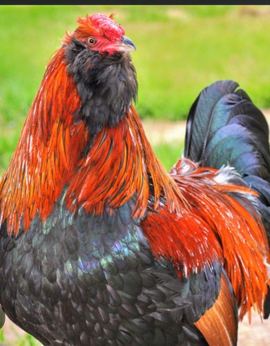 6 Heavy Splash Partridge Blue Black Buff Dark White Brahma Hatching ...